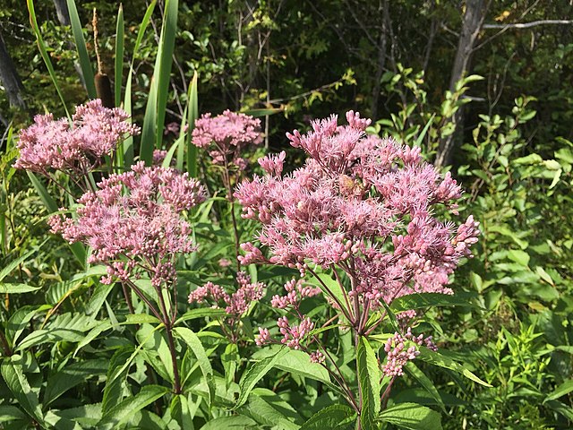 Create a Pollinator Paradise: 15 Native Plants for Southeastern US ...
